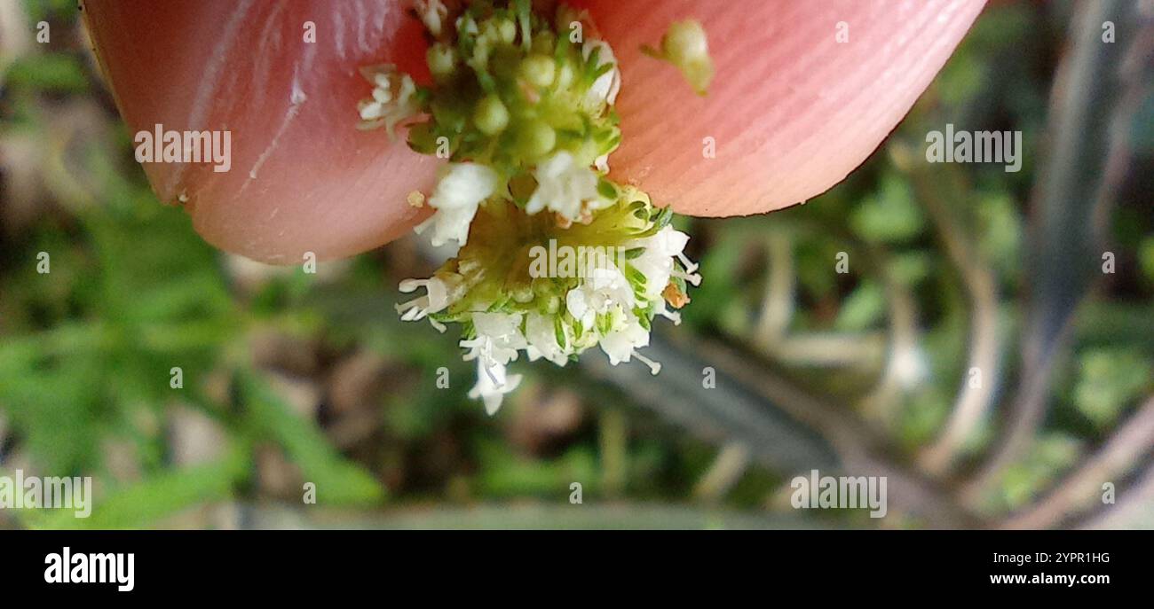 Shrubby false buttonweed spermacoce verticillata hi-res stock ...