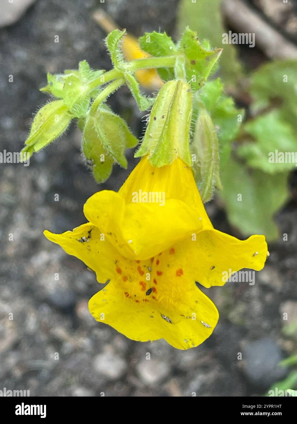 seep monkeyflower (Erythranthe guttata Stock Photo - Alamy