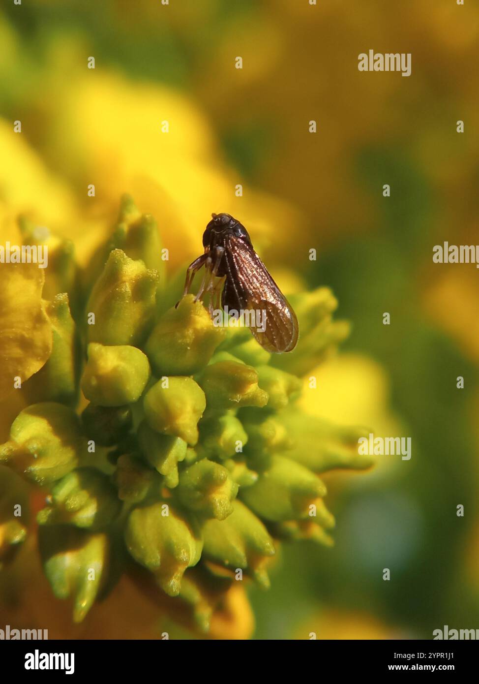 True Hoppers (Auchenorrhyncha Stock Photo - Alamy