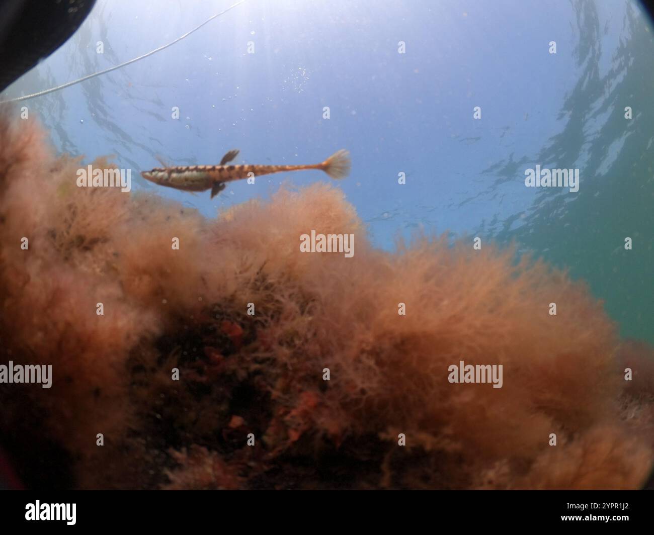 Sea Stickleback (Spinachia spinachia Stock Photo - Alamy