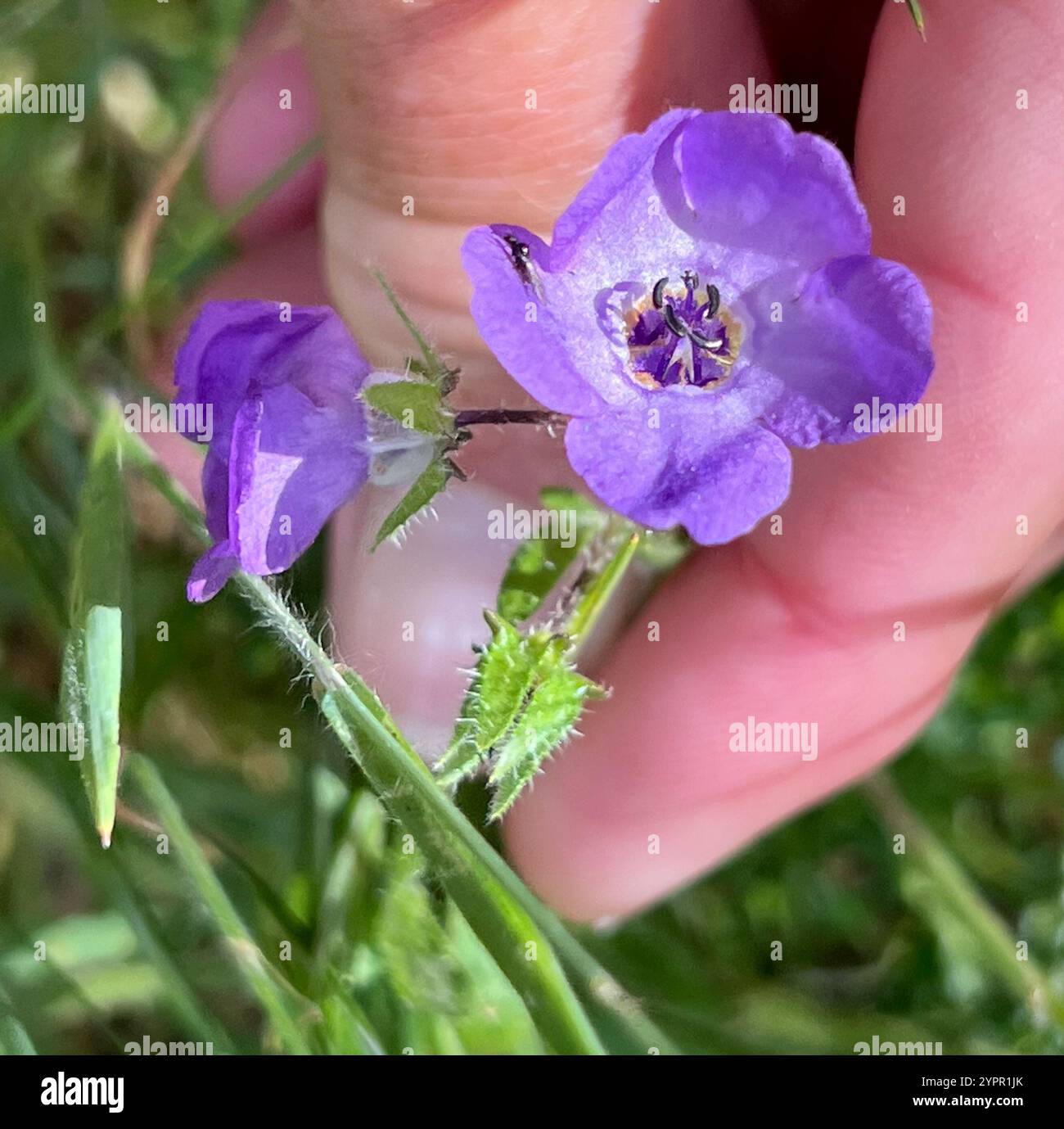 Fiesta Flower (Pholistoma auritum Stock Photo - Alamy