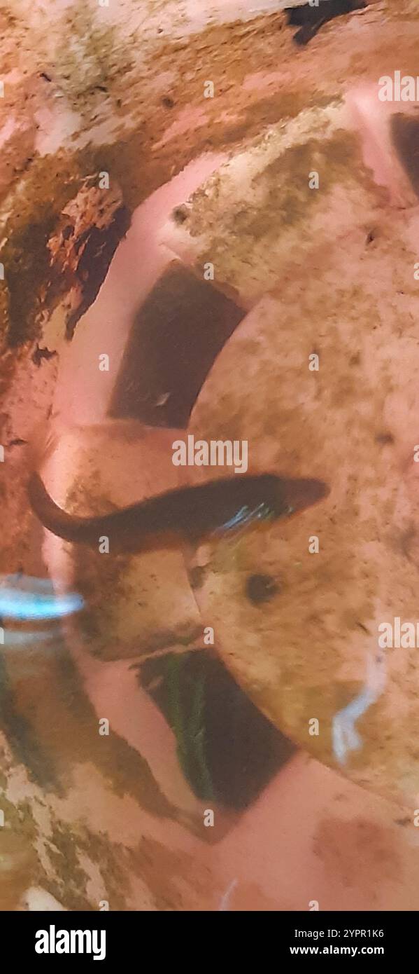 Threespine Stickleback (Gasterosteus aculeatus Stock Photo - Alamy