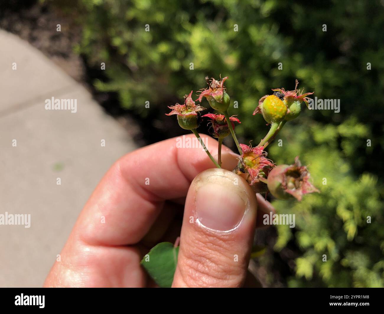 quince rust (Gymnosporangium clavipes Stock Photo - Alamy