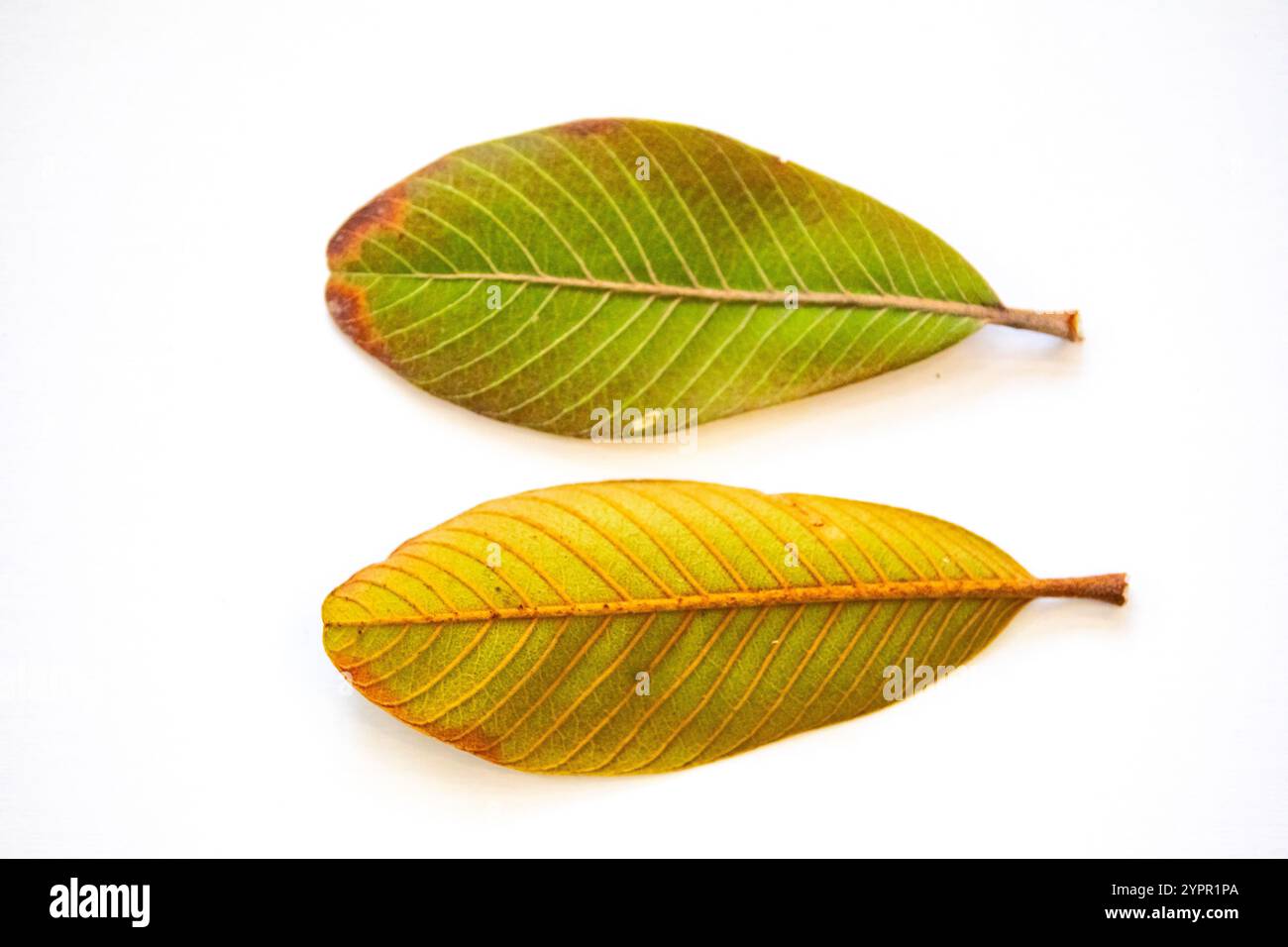 Curriola (Pouteria ramiflora) wild fruit from the Brazilian cerrado ...