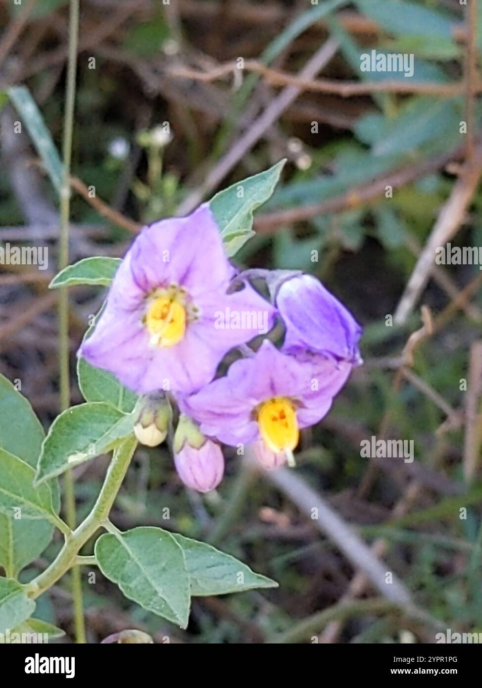 bluewitch nightshade (Solanum umbelliferum Stock Photo - Alamy