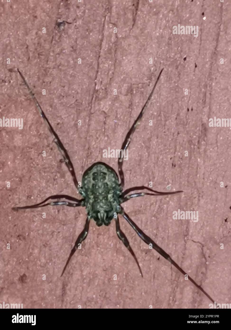 Spring Harvestman (Rilaena triangularis Stock Photo - Alamy