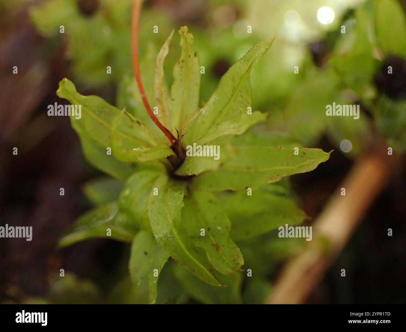 Badge Moss (Plagiomnium insigne Stock Photo - Alamy