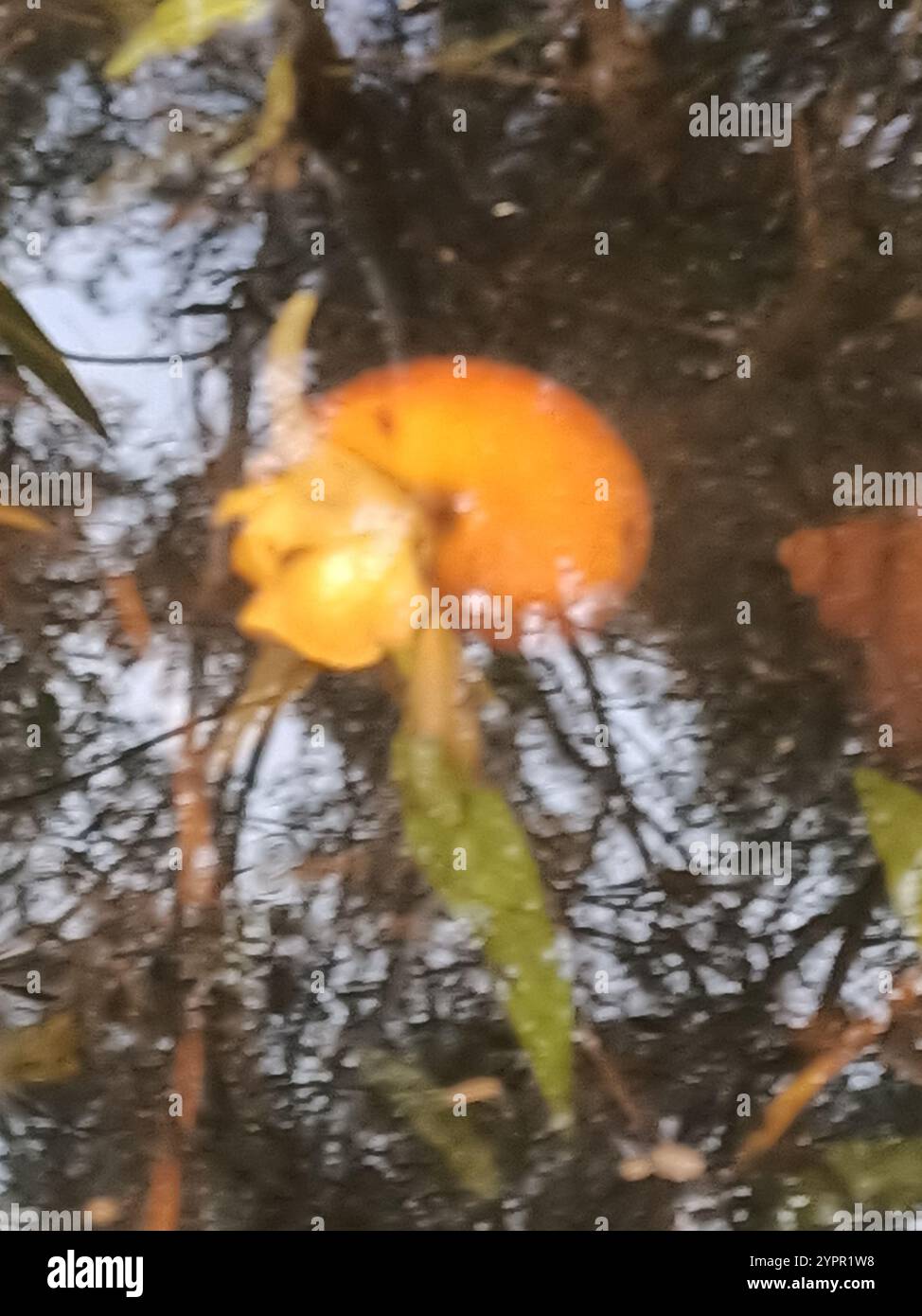 Spike-topped Apple Snail (Pomacea diffusa Stock Photo - Alamy