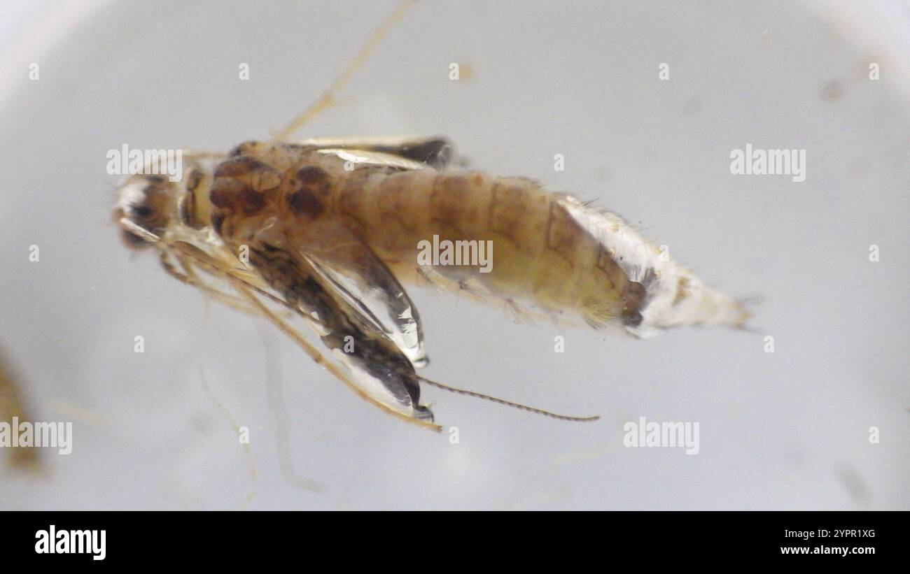 Net-spinning Caddisflies (Hydropsychidae Stock Photo - Alamy