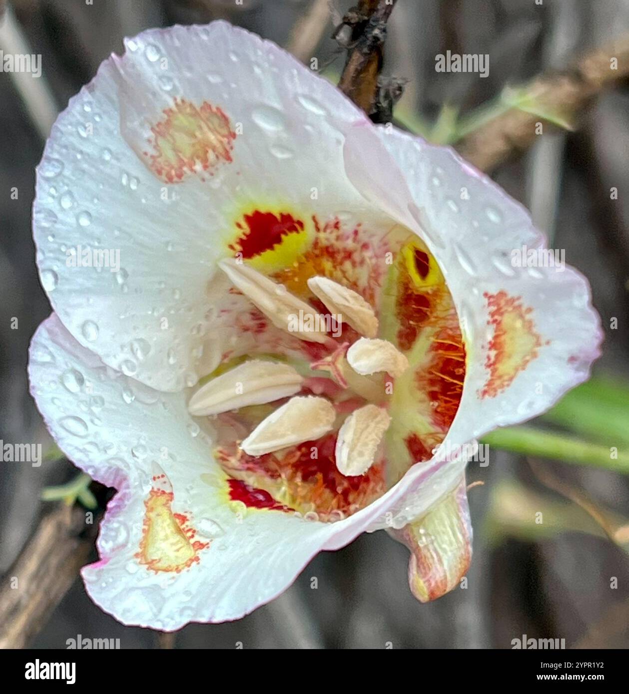 Butterfly Mariposa Lily (Calochortus venustus Stock Photo - Alamy