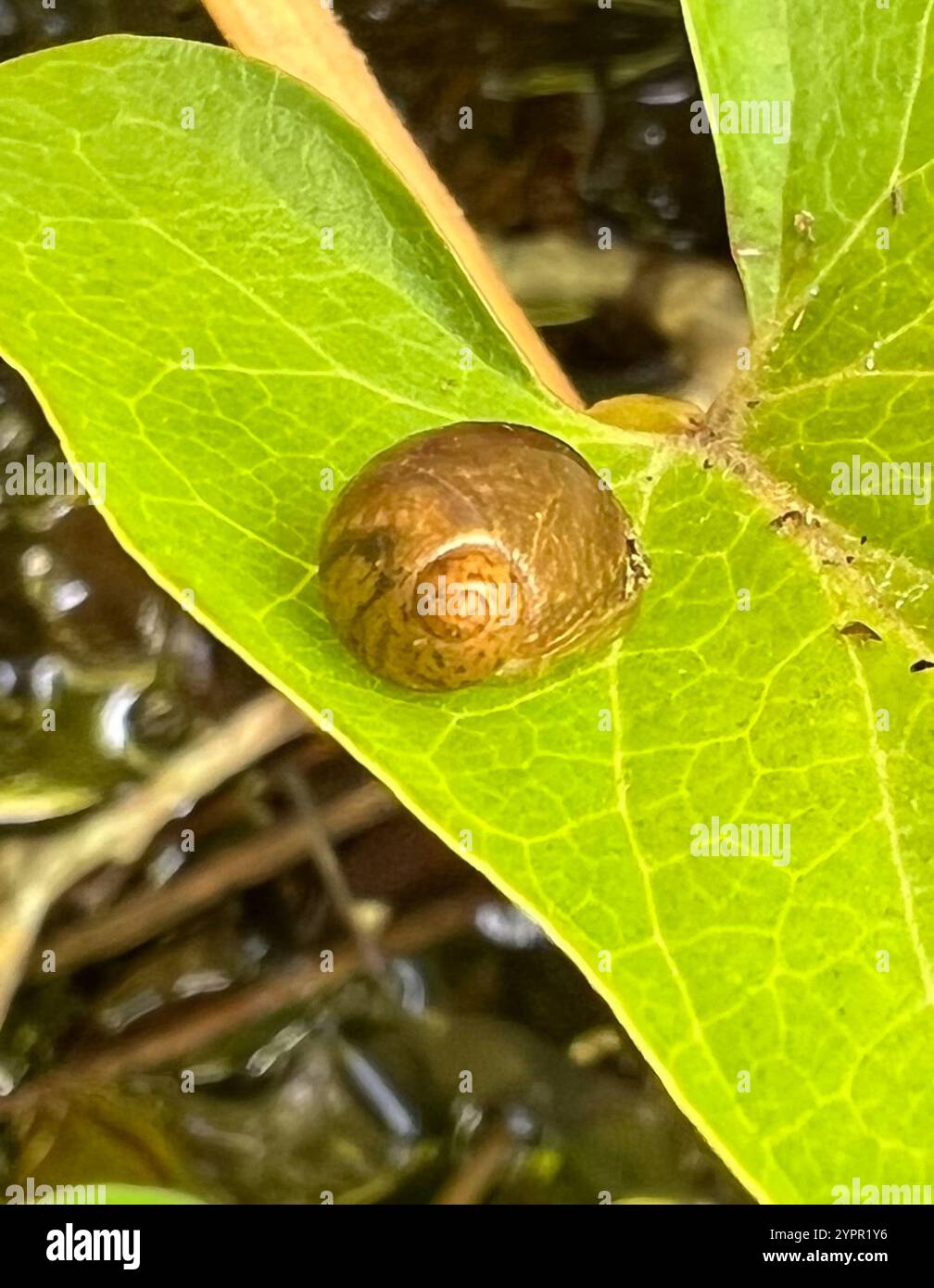 Acute Bladder Snail (Physella acuta Stock Photo - Alamy
