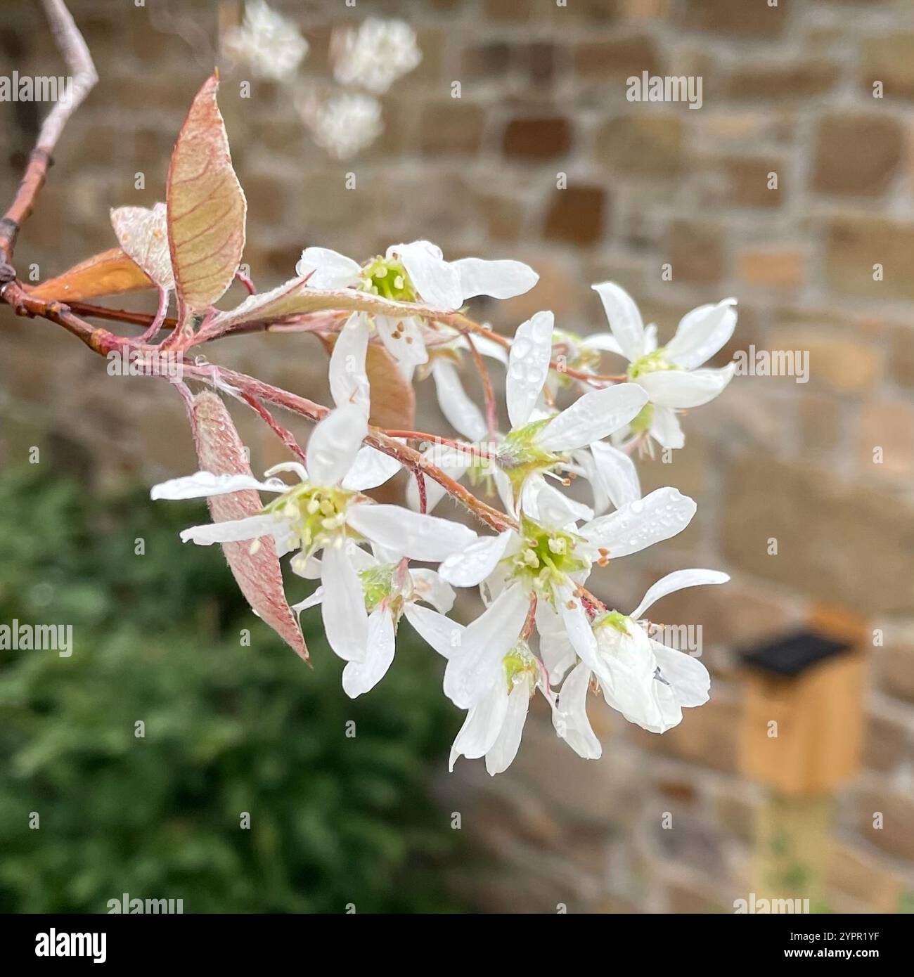 common serviceberry (Amelanchier arborea Stock Photo - Alamy