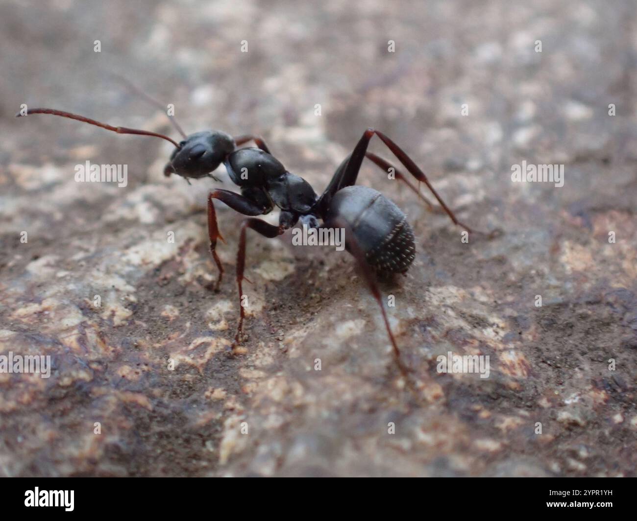 fusca-group Field Ants and Allies (Formica fusca Stock Photo - Alamy