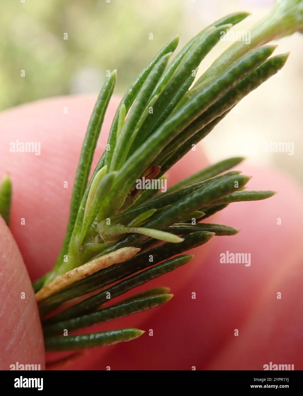 Fine Felicia (Felicia filifolia Stock Photo - Alamy