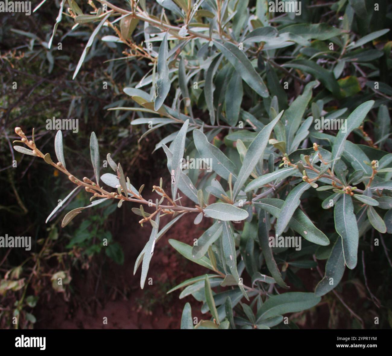Wild Camphorbush (Tarchonanthus camphoratus Stock Photo - Alamy