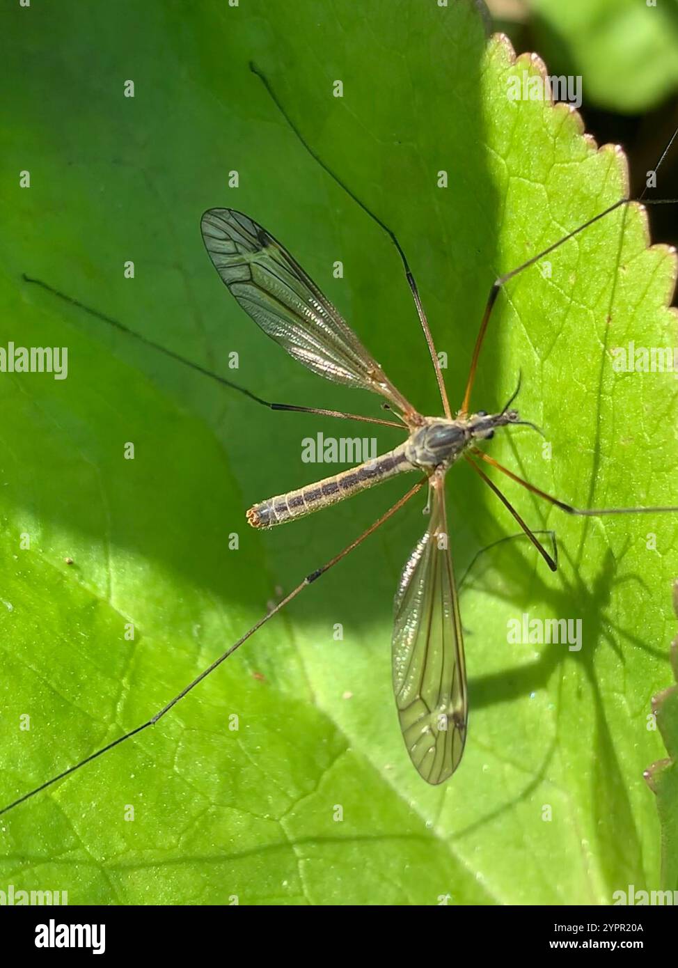 Common Crane Flies (Tipula Stock Photo - Alamy