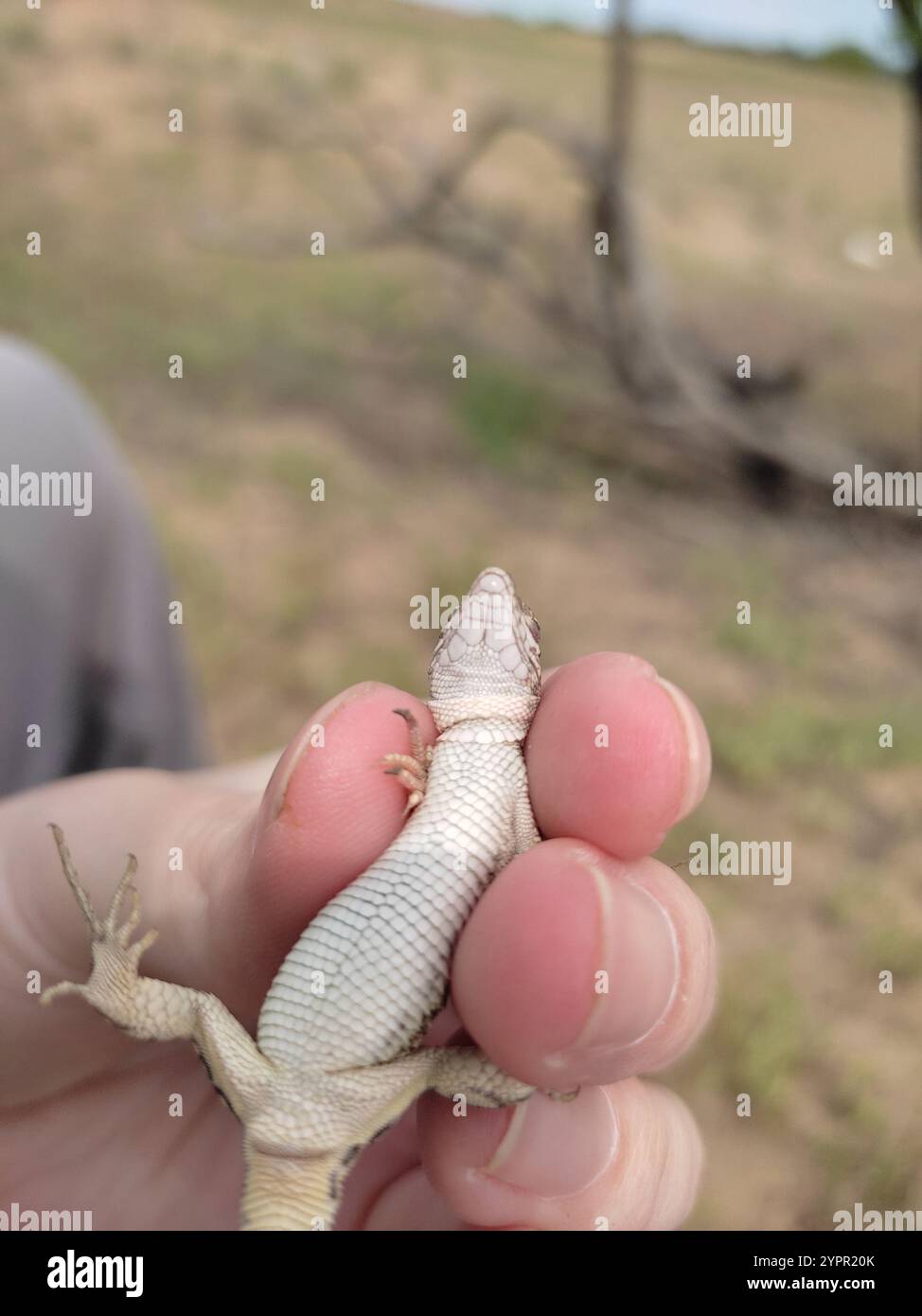 (Eremias arguta deserti Stock Photo - Alamy