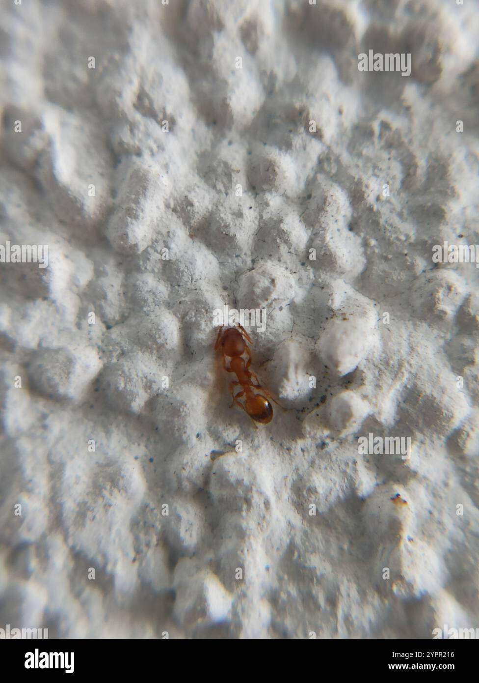 Acorn Ants and Allies (Temnothorax Stock Photo - Alamy