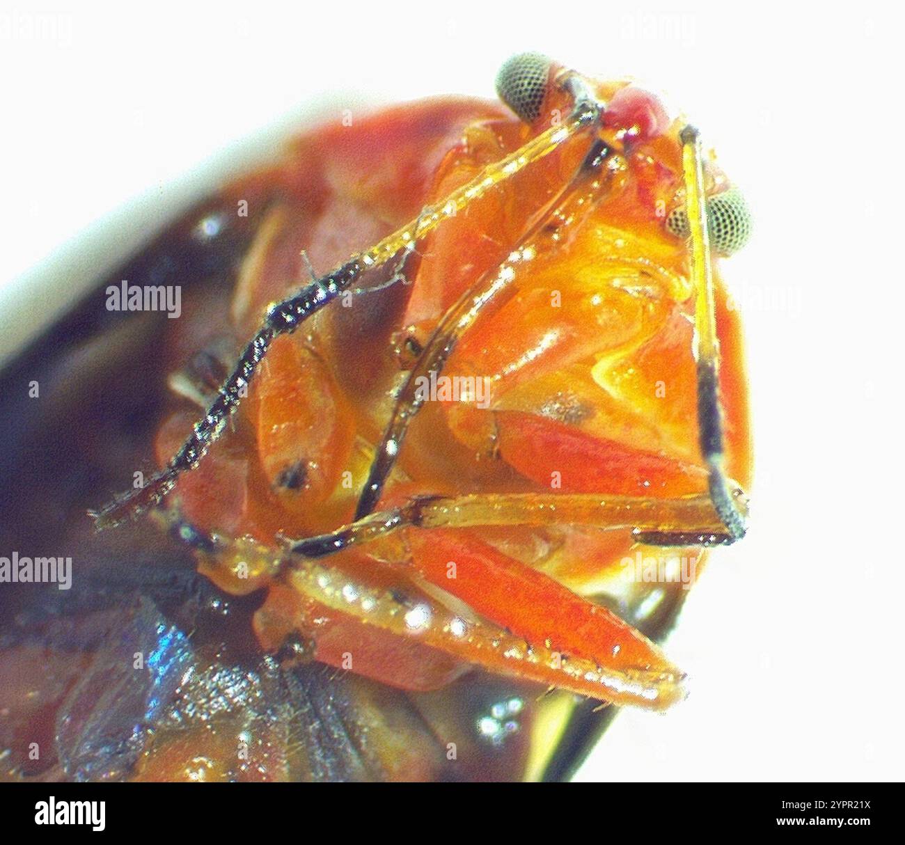 Orange-wedged Mirid (Neocapsus cuneatus Stock Photo - Alamy