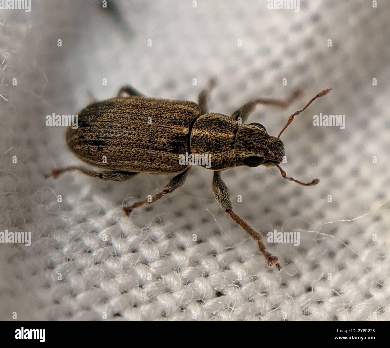 Pea Weevil (Sitona lineatus Stock Photo - Alamy