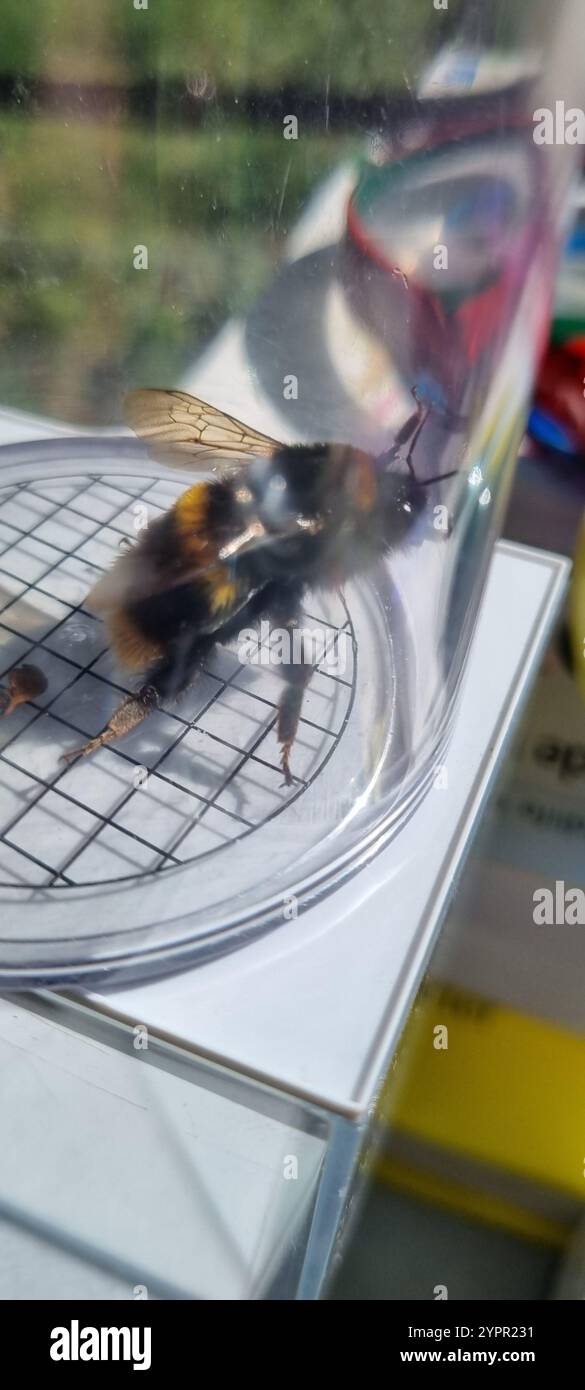 Buff-tailed Bumble Bee (Bombus terrestris Stock Photo - Alamy