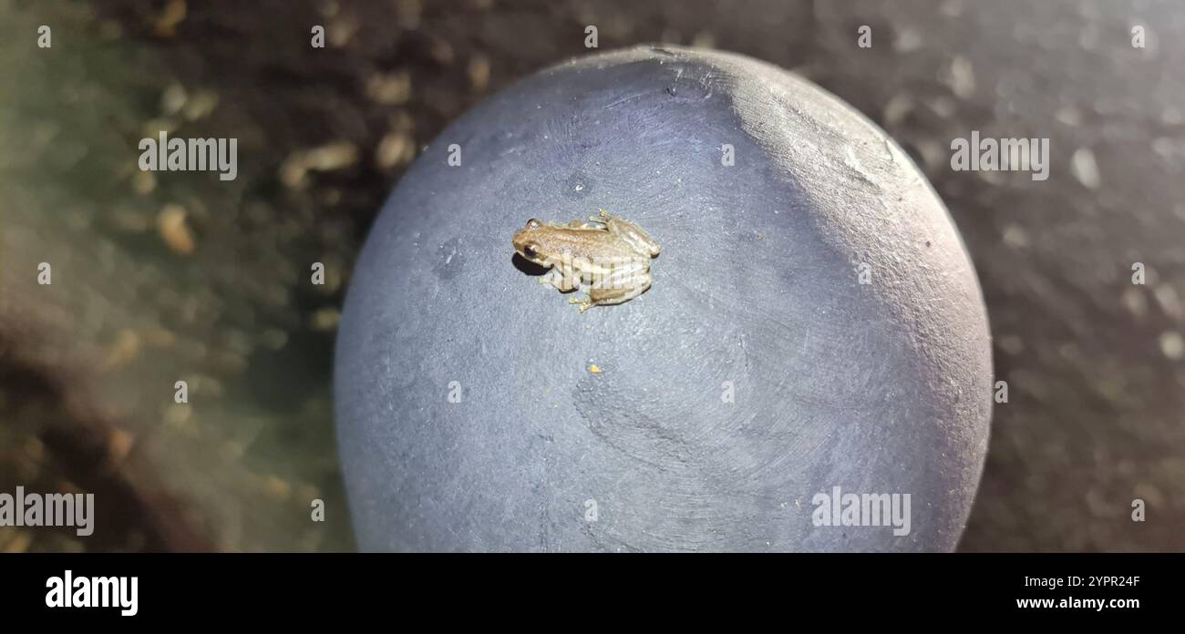 Desert Tree Frog (Litoria rubella Stock Photo - Alamy