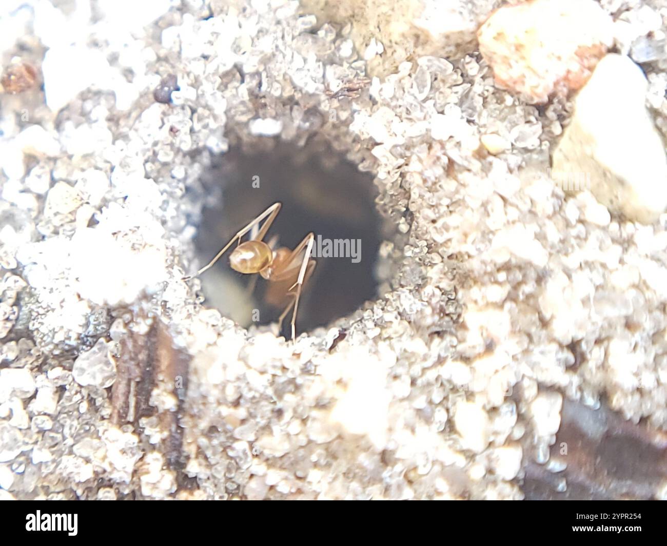 Buren's Pyramid Ant (Dorymyrmex bureni Stock Photo - Alamy