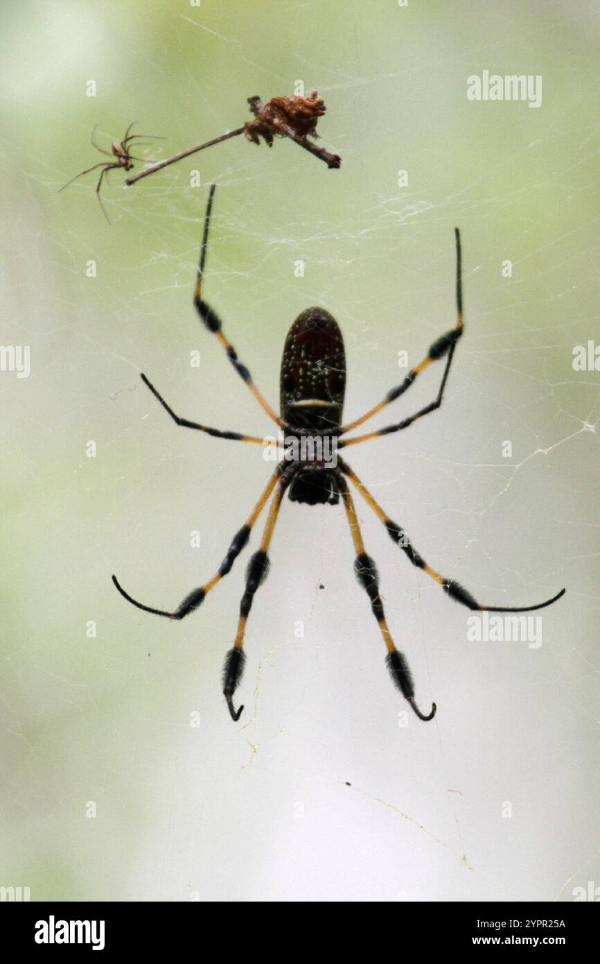 Golden Silk Spider (Trichonephila clavipes Stock Photo - Alamy