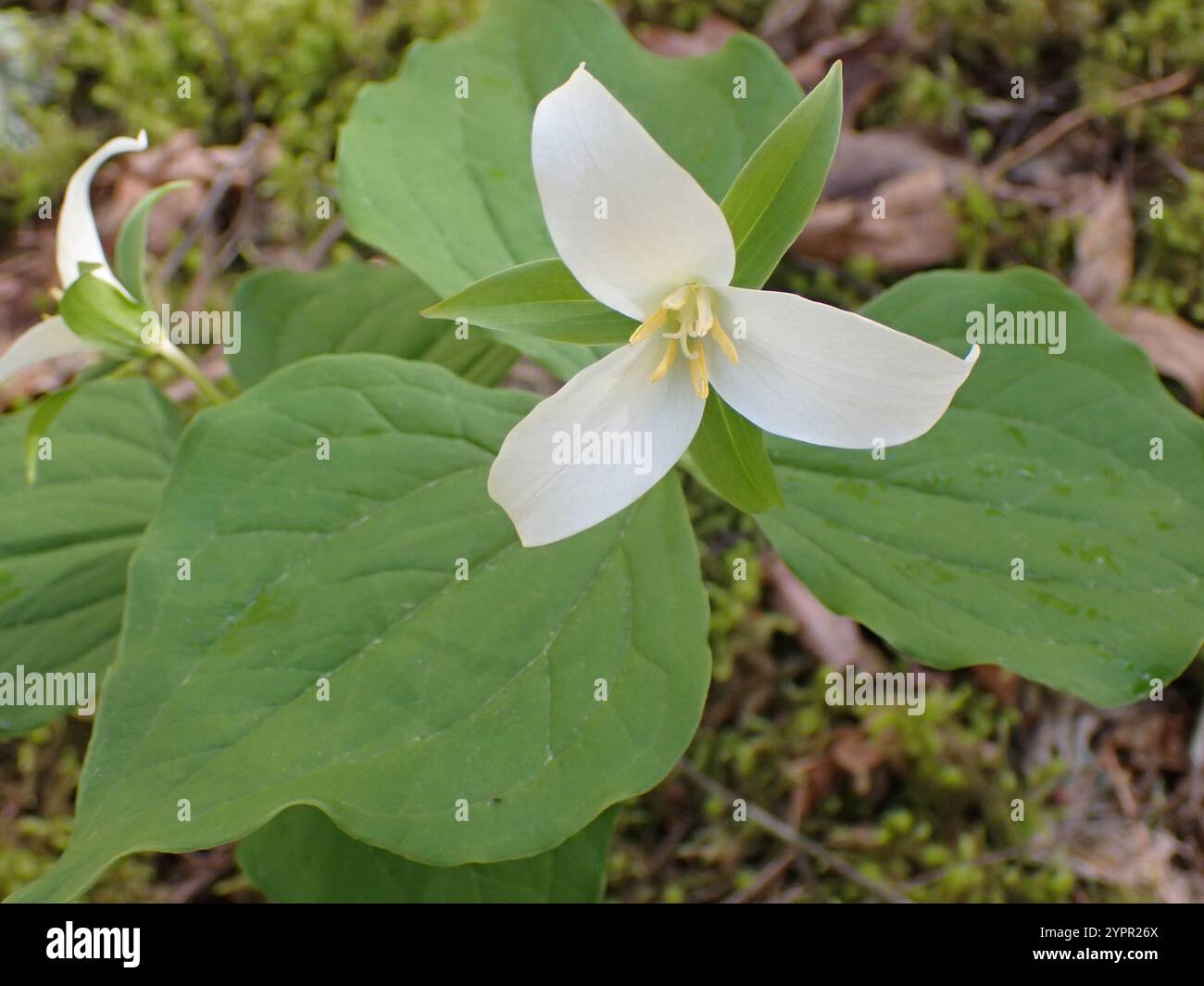 Pacific trillium (Trillium ovatum Stock Photo - Alamy