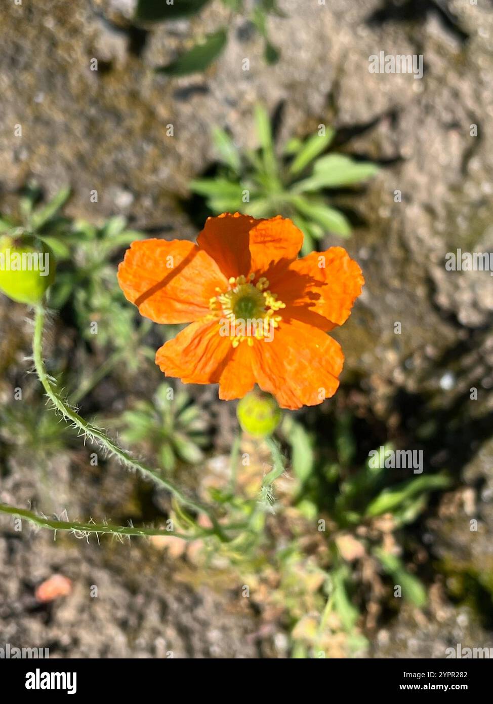 fire poppy (Papaver californicum Stock Photo - Alamy
