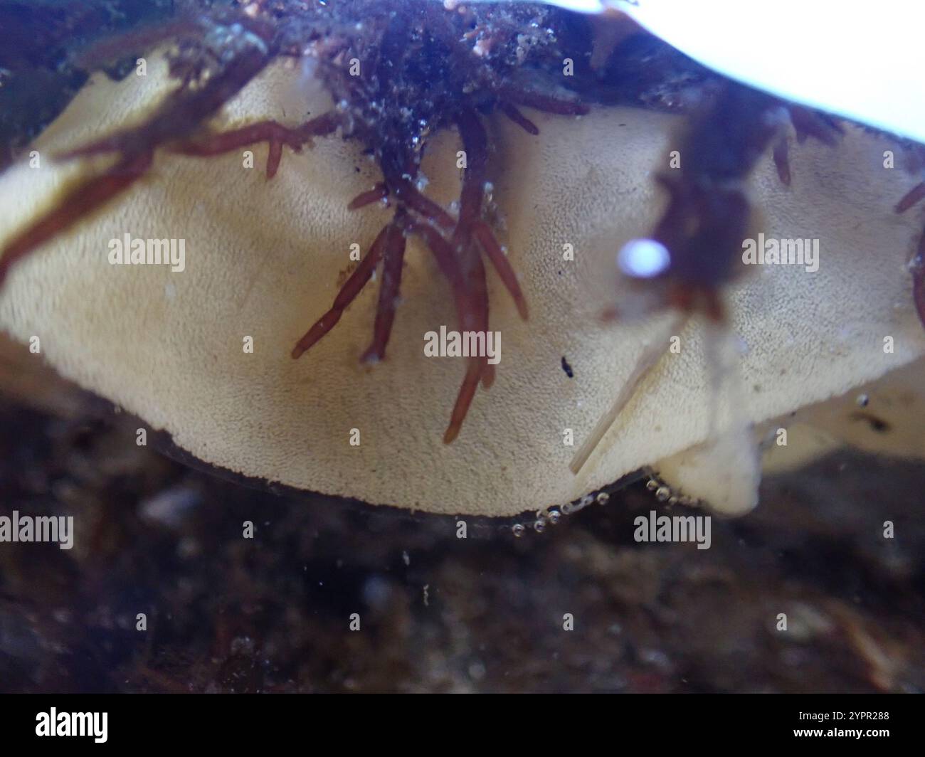 Doris montereyensis hi-res stock photography and images - Alamy