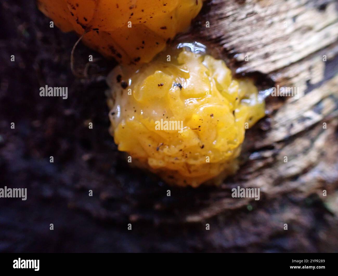 Orange Jelly Spot (Dacrymyces chrysospermus Stock Photo - Alamy