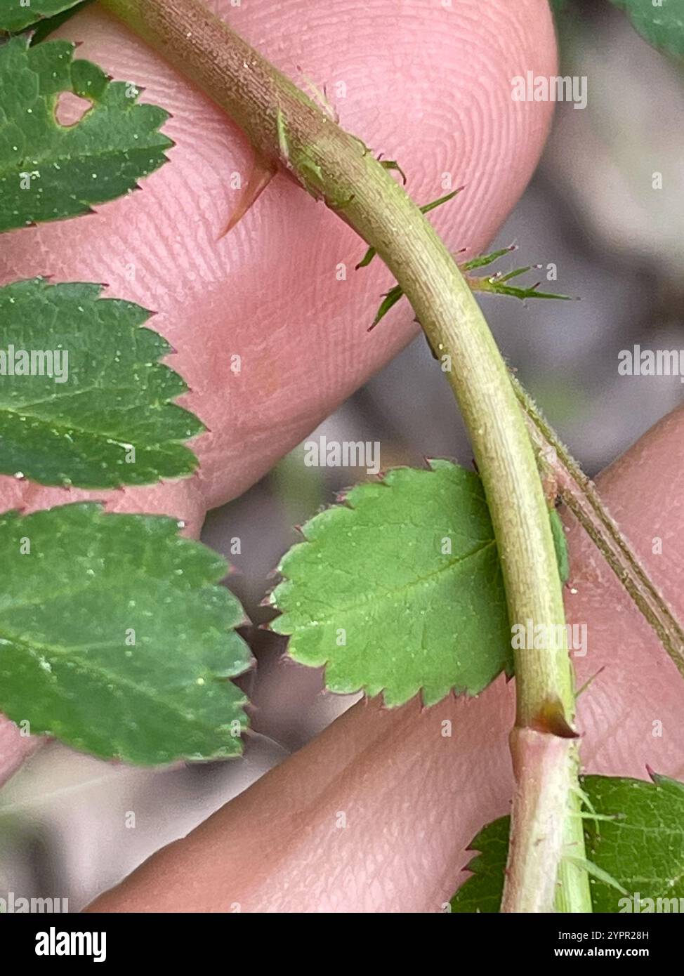 multiflora rose (Rosa multiflora Stock Photo - Alamy
