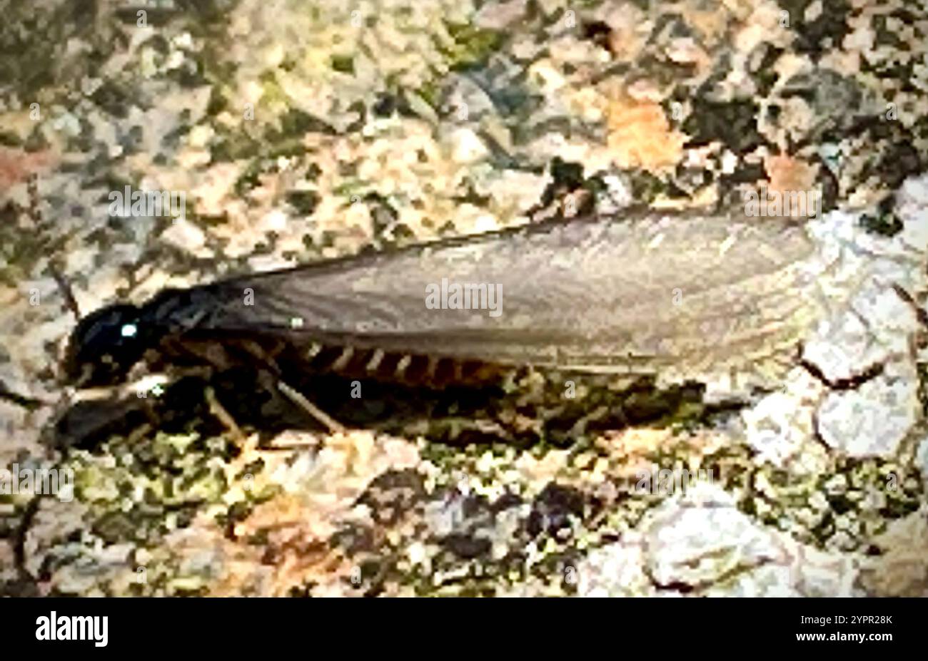 Eastern Subterranean Termite (Reticulitermes flavipes Stock Photo - Alamy