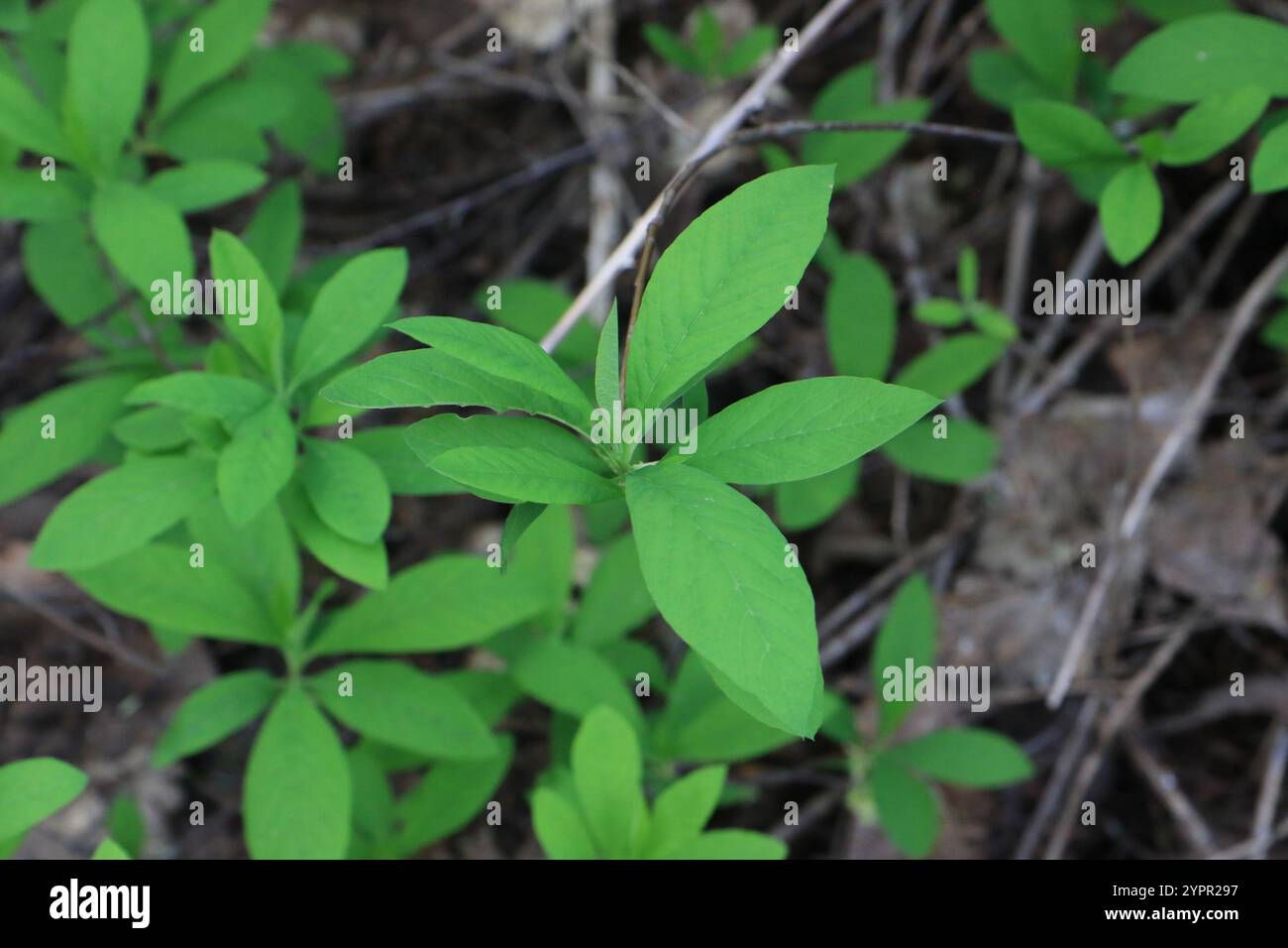 Osoberry (Oemleria cerasiformis Stock Photo - Alamy