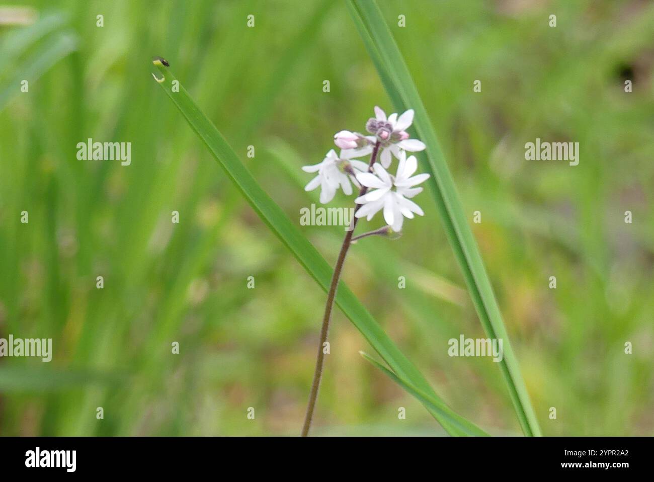 smallflower woodland star (Lithophragma parviflorum Stock Photo - Alamy