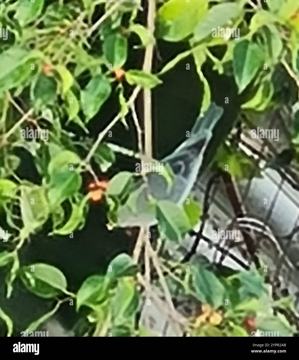Sayaca Tanager (Thraupis sayaca Stock Photo - Alamy