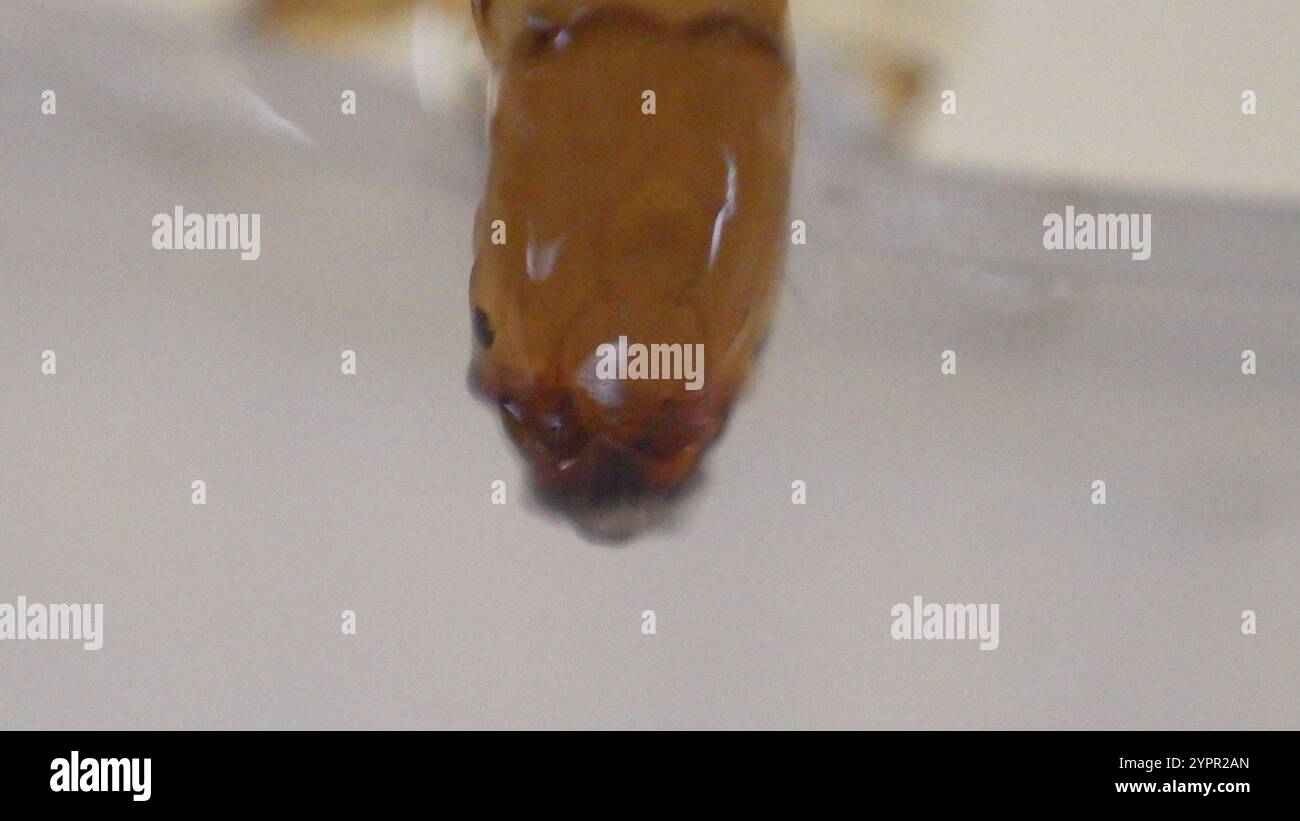 Little Black Caddisflies (Chimarra Stock Photo - Alamy