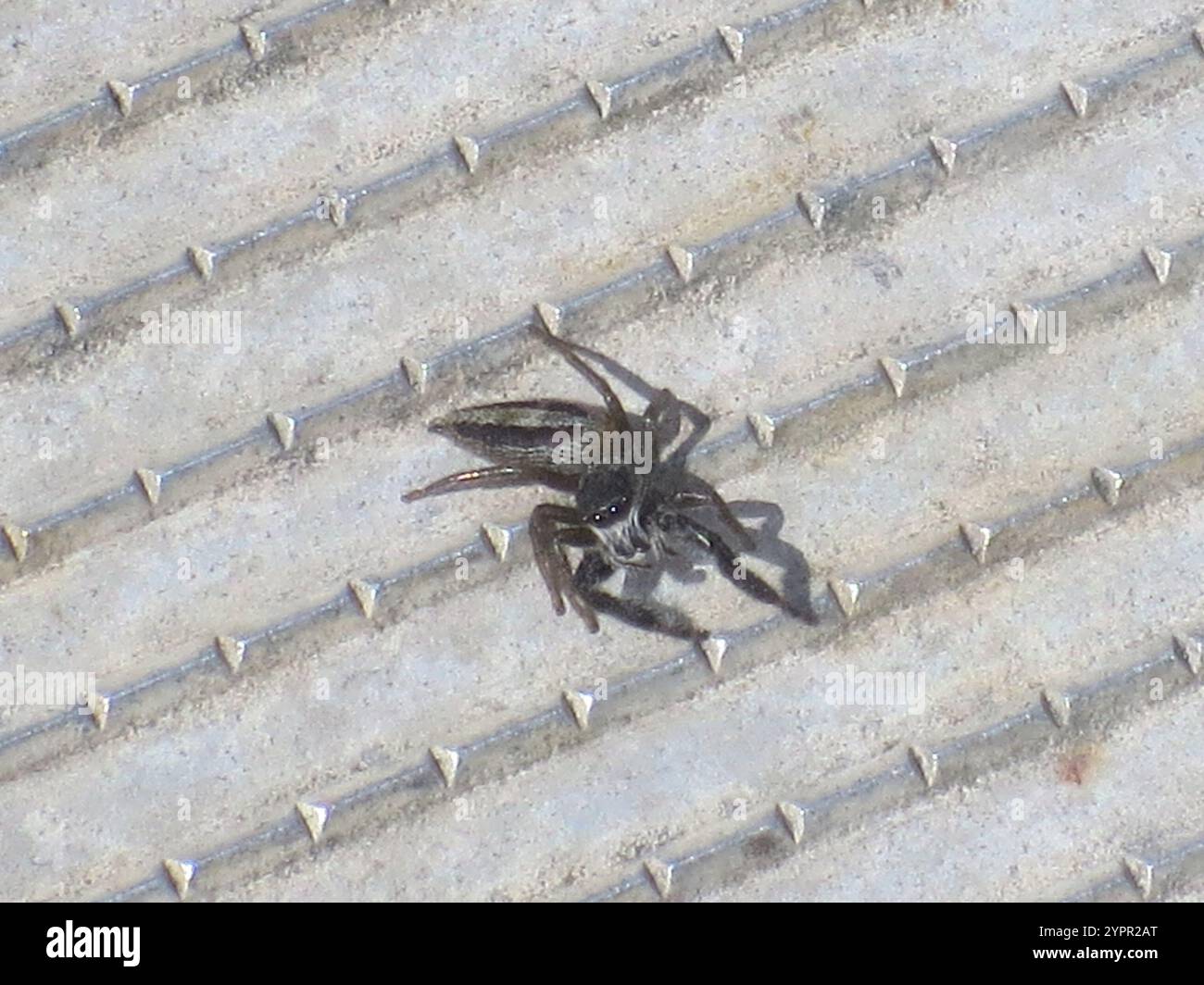 Common Hentz Jumping Spider (Hentzia palmarum Stock Photo - Alamy