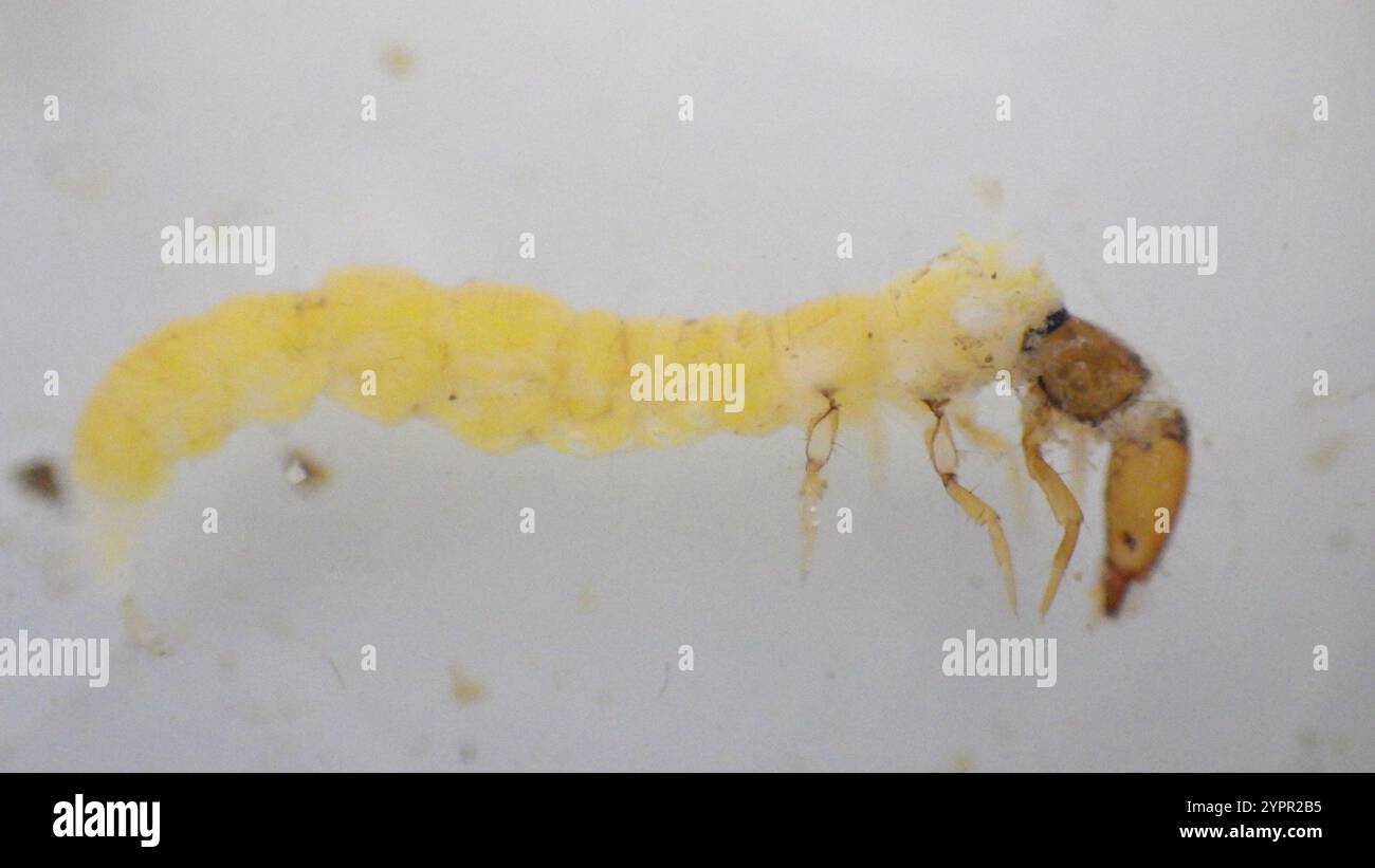 Little Black Caddisflies (Chimarra Stock Photo - Alamy