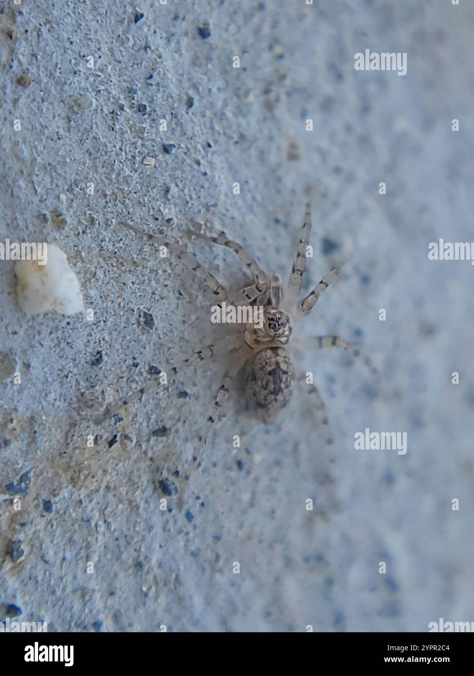 Wall Spiders (Oecobius Stock Photo - Alamy