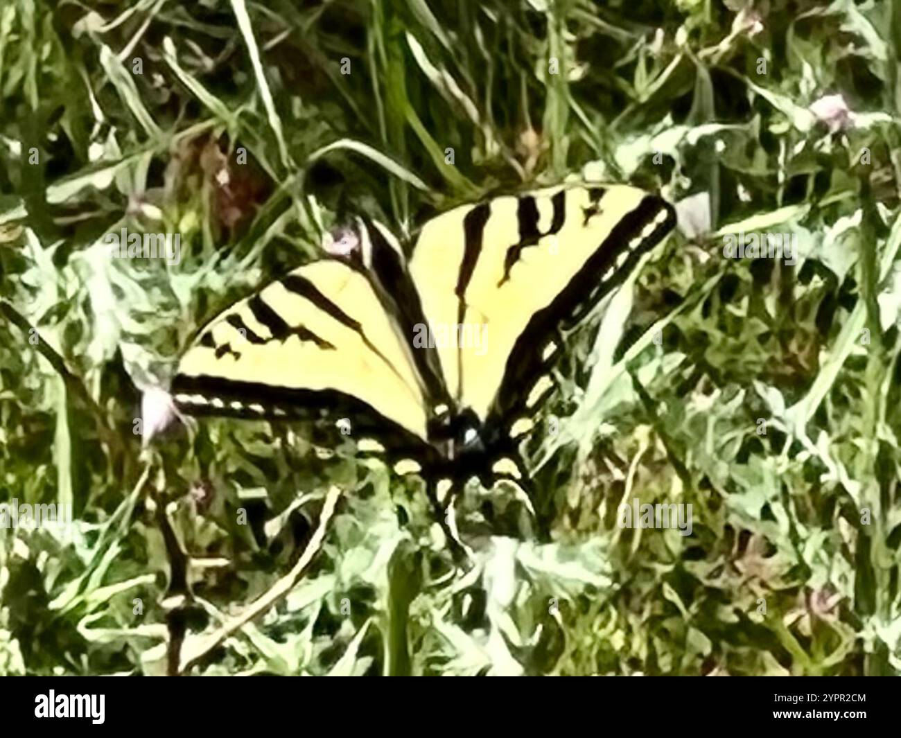Western Tiger Swallowtail (Papilio rutulus Stock Photo - Alamy