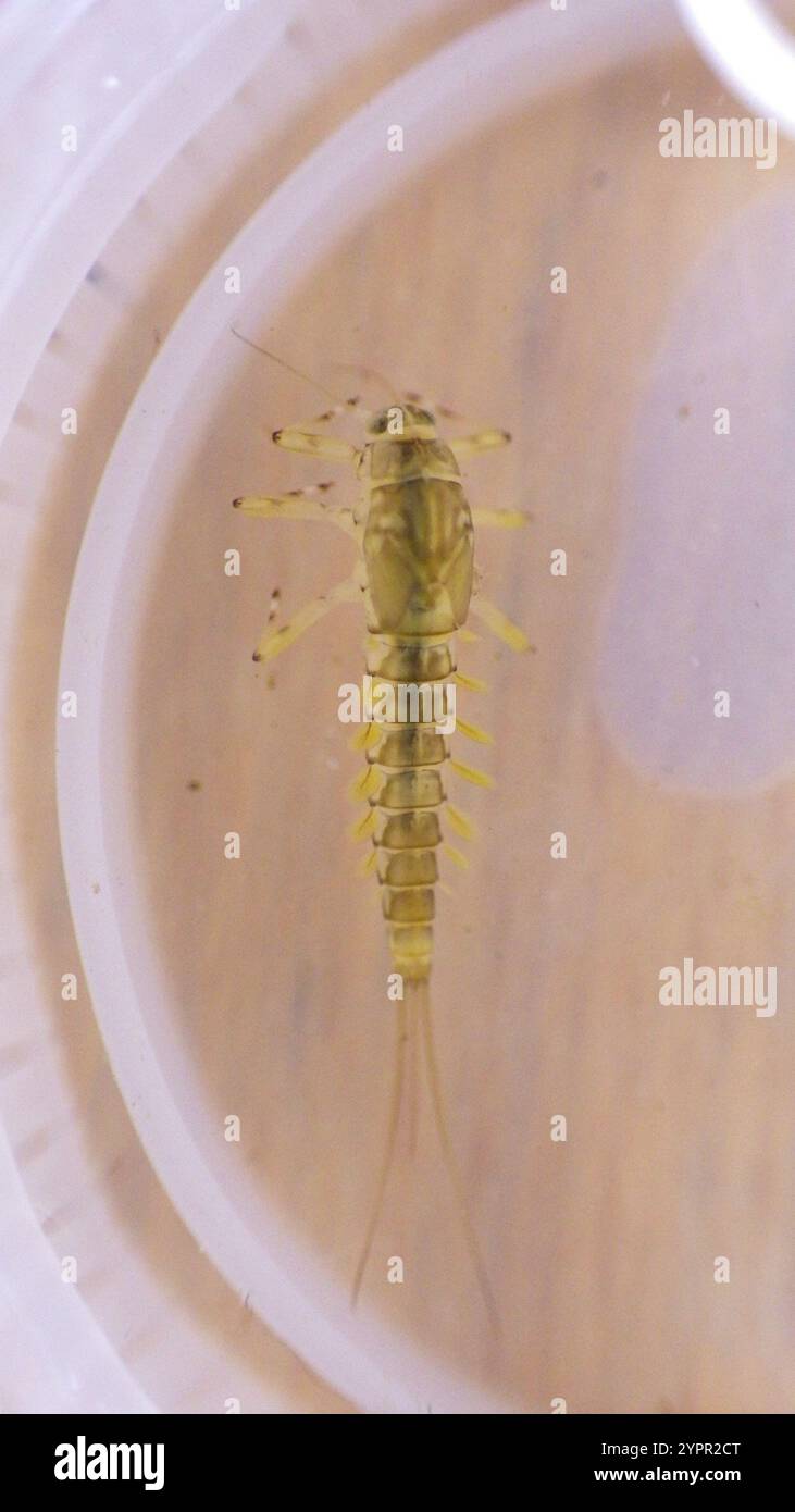 Small Mayflies (Baetidae Stock Photo - Alamy