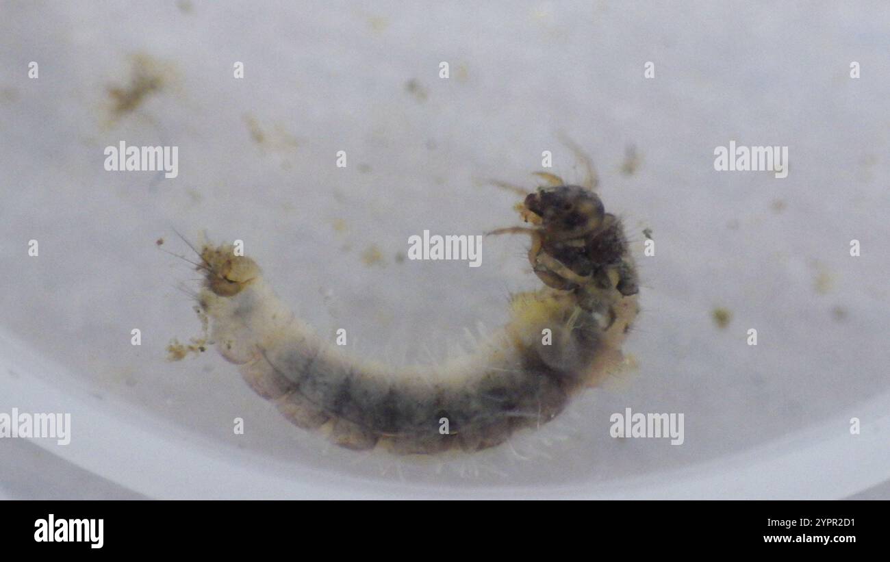 Mortarjoint Casemaker Caddisflies (Odontoceridae Stock Photo - Alamy