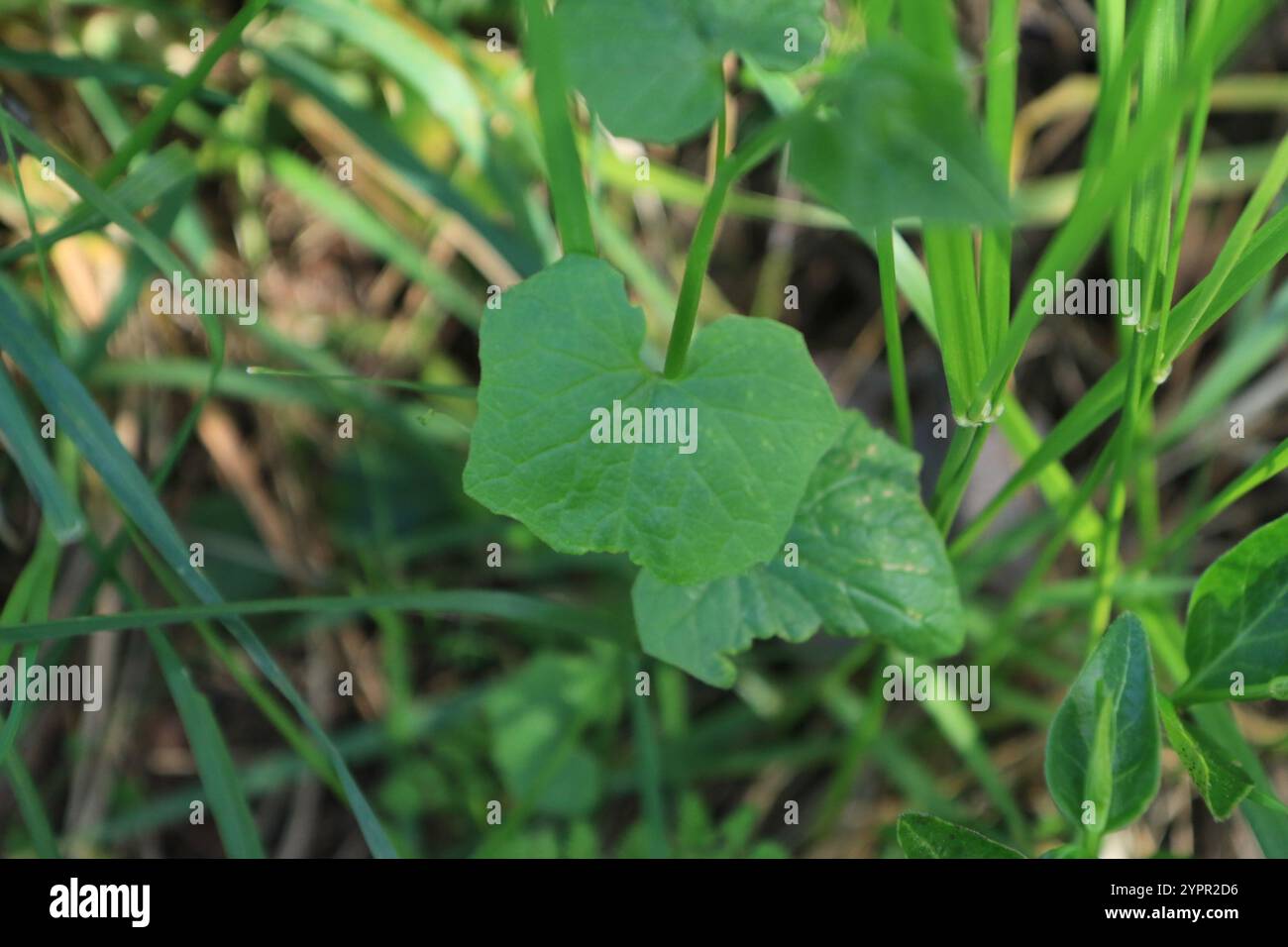 coastal manroot (Marah oregana Stock Photo - Alamy