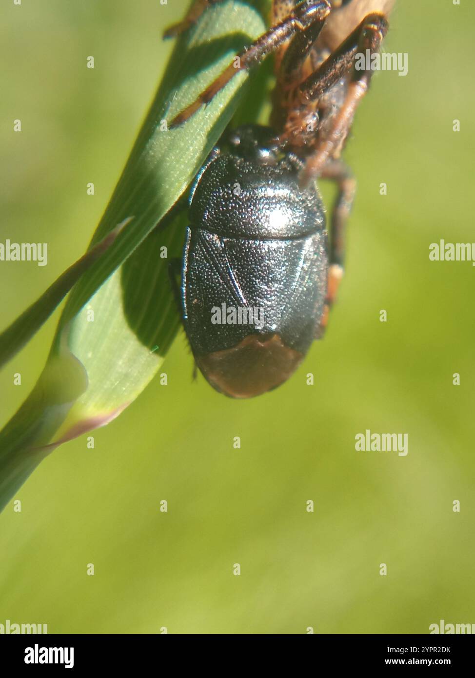 Sehirus luctuosus hi-res stock photography and images - Alamy