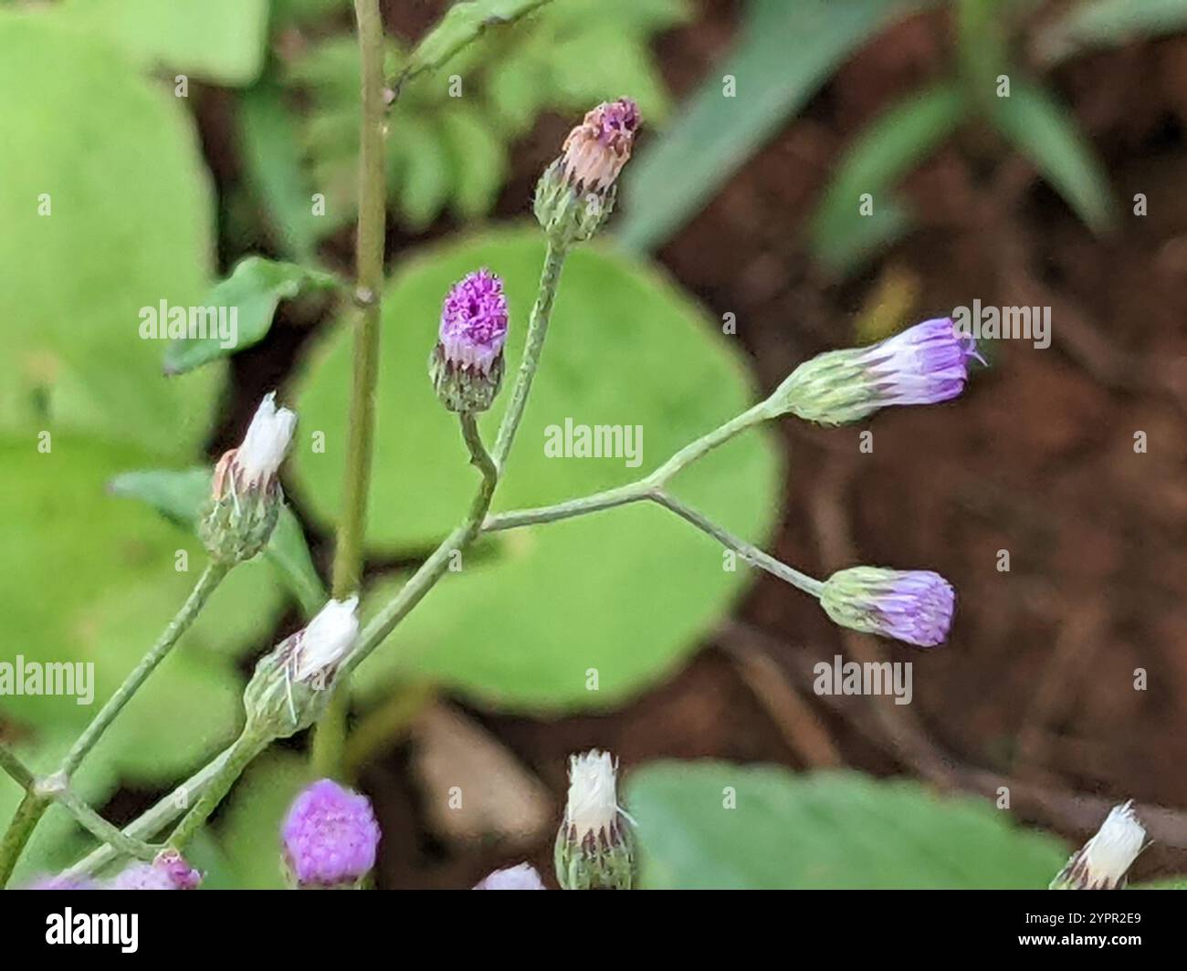 little ironweed (Cyanthillium cinereum Stock Photo - Alamy