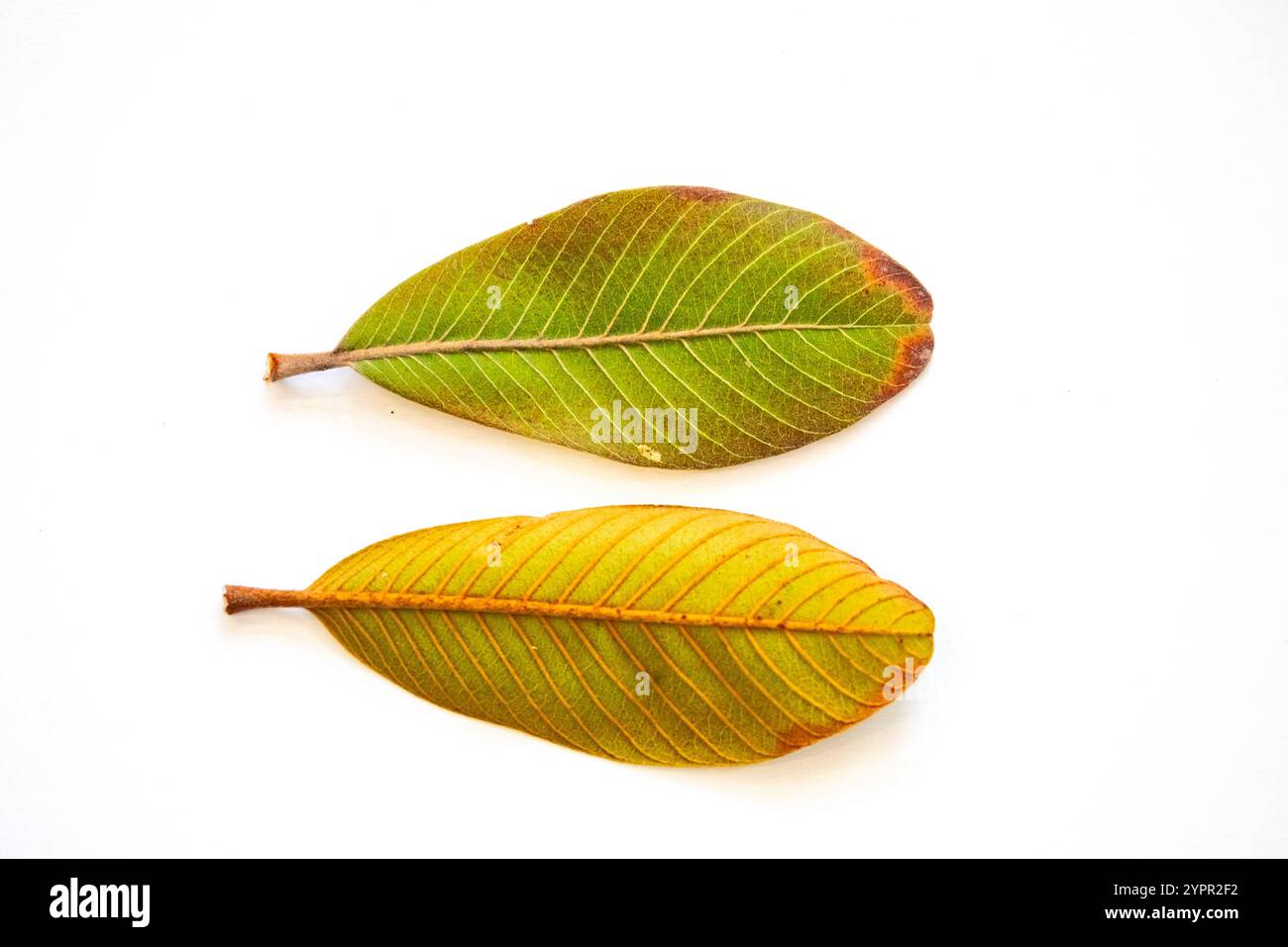 Curriola (Pouteria ramiflora) wild fruit from the Brazilian cerrado ...