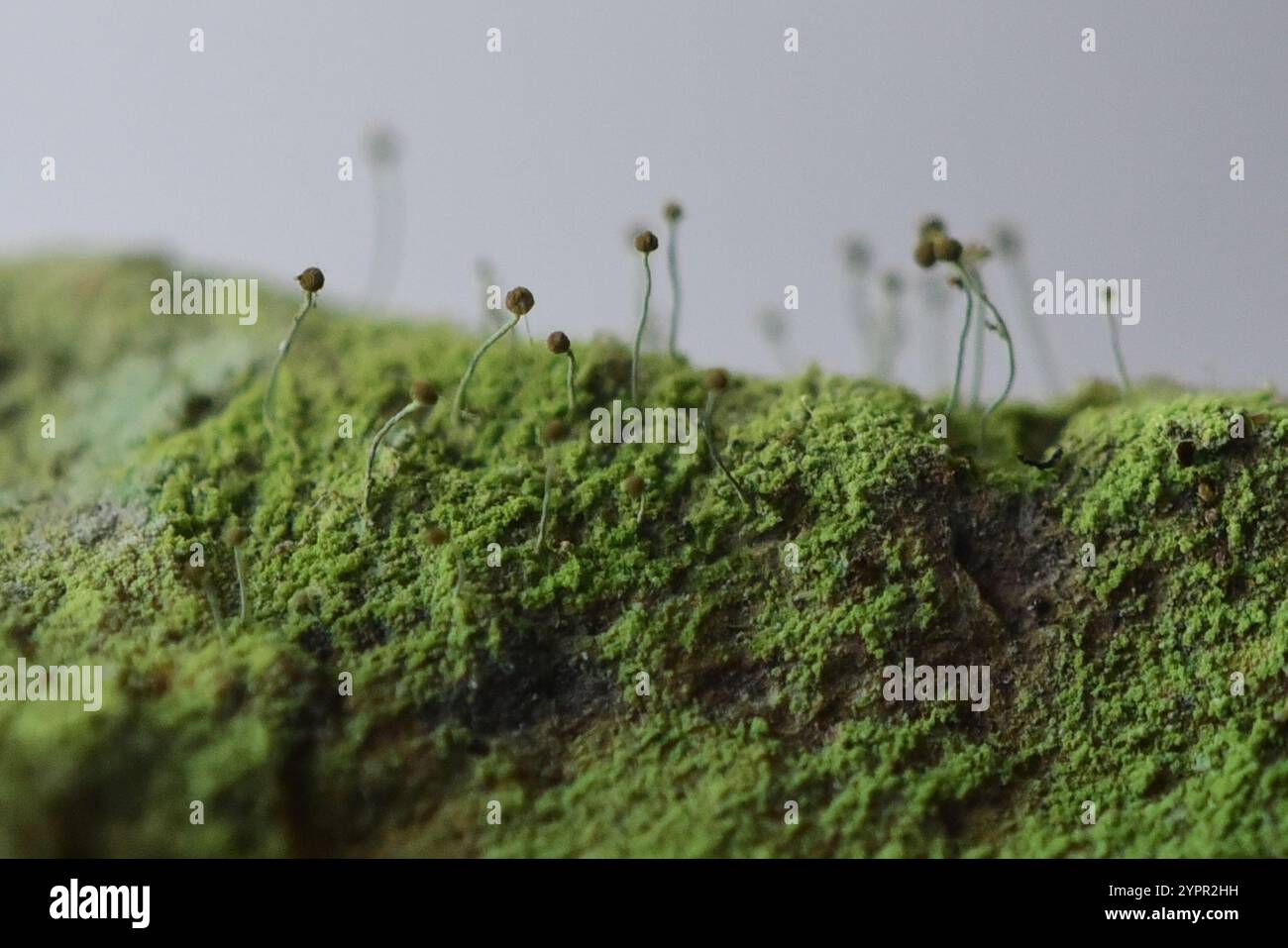 Sulphur Stubble Lichen (Chaenotheca furfuracea Stock Photo - Alamy