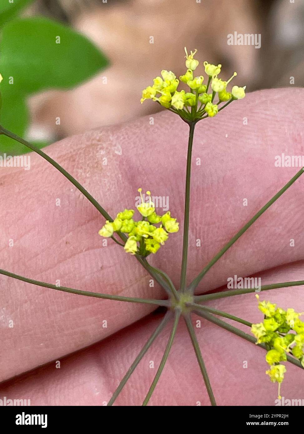 yellow pimpernel (Taenidia integerrima Stock Photo - Alamy